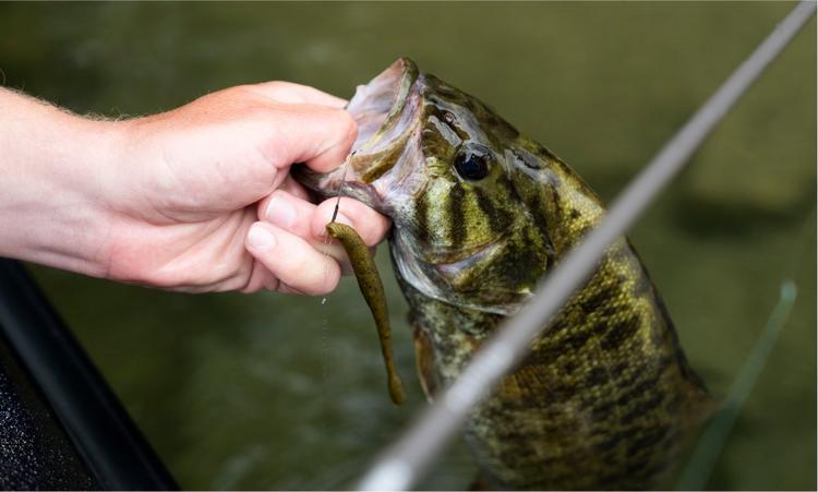 Fenwick Fishing Rods - Fenwick US