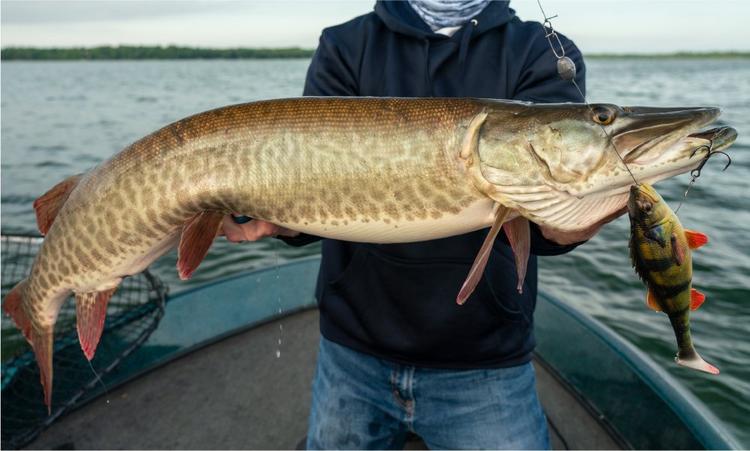 Fenwick Fishing Rods - Fenwick US