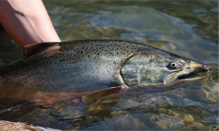 Fenwick Fishing Rods - Fenwick US