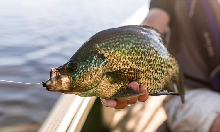 Fenwick Fishing Rods - Fenwick US