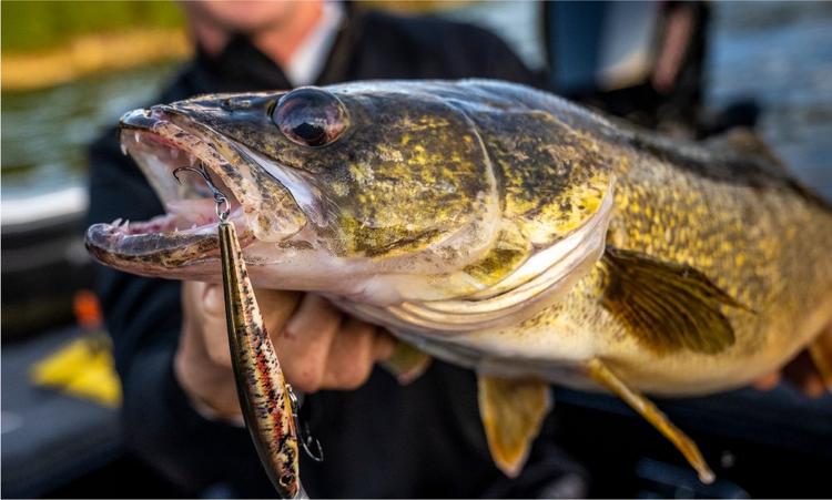 Fenwick Fishing Rods - Fenwick US